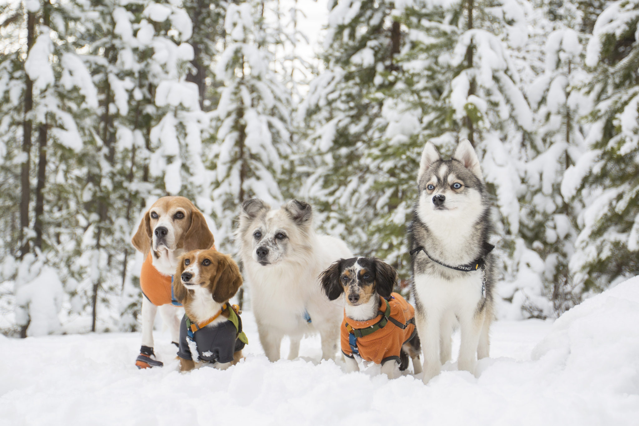 Winter Wonderland Oregon 2 : 10 Mile | Edison Butte Snow Park - Woof ...